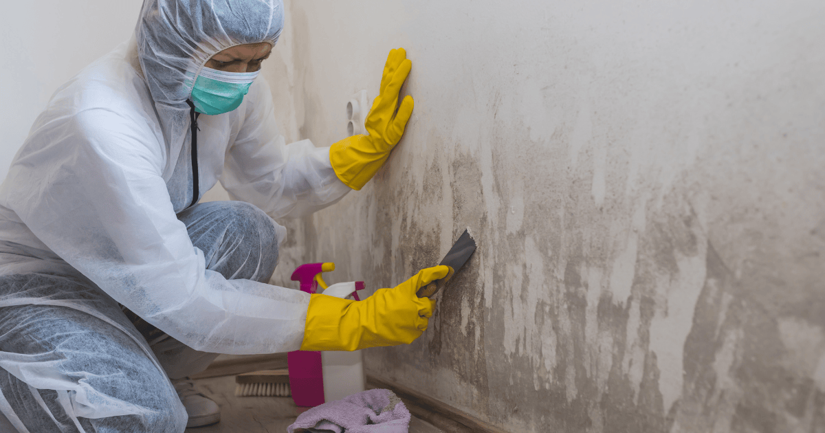 The Basics of Mold Remediation: What You Need to Know